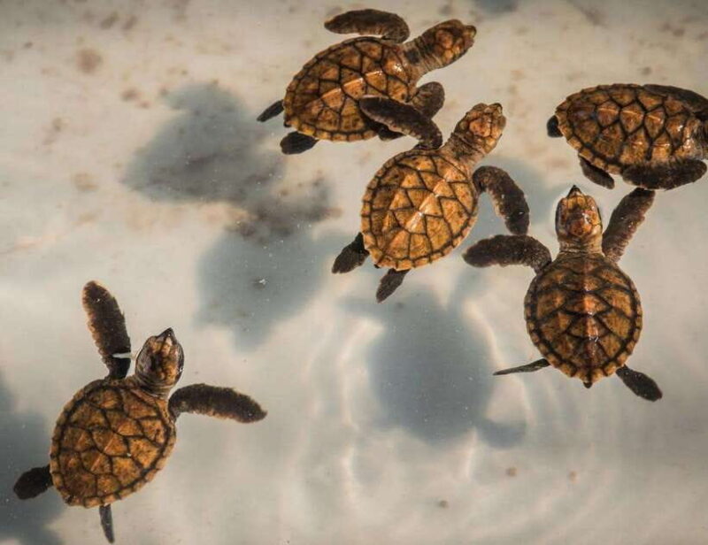 Hire Private Driver Bali - South Bali Tour - Key Points