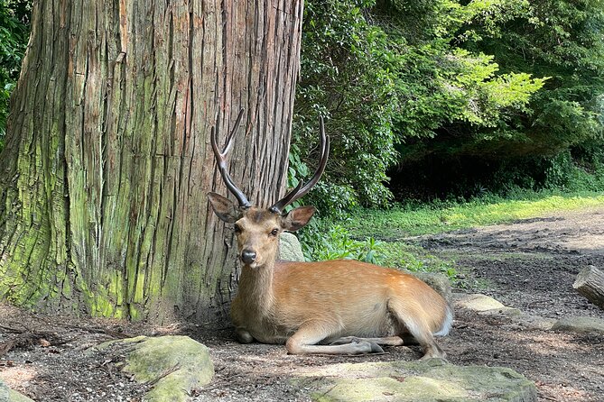Hiroshima and Miyajima Private Tour With Hiroshima Native - Positive Traveler Feedback