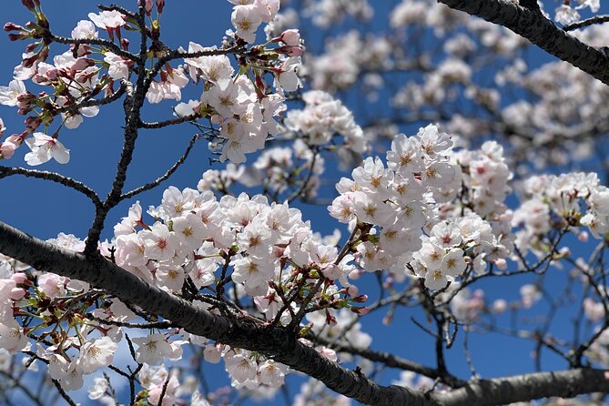 Hiroshima and Miyajima Private Tour With Hiroshima Native - Insights From a Hiroshima Native Guide