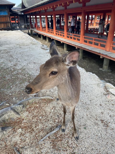 Hiroshima: Explore Miyajima Private Customized Tour W/Local - Key Points