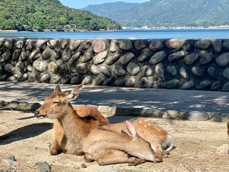 Hiroshima: Explore Miyajima Private Customized Tour W/Local - Guided Experience