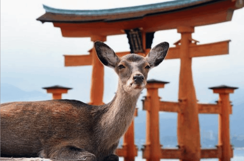 Hiroshima/Miyajima Private Custom Tour With Local Guide - Highlights and Experience