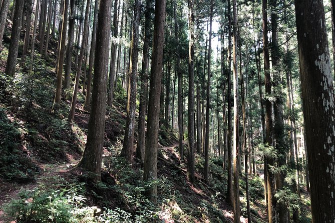 Historic and Natural Guided Hike in Yoshino - Historical Significance of Yoshino