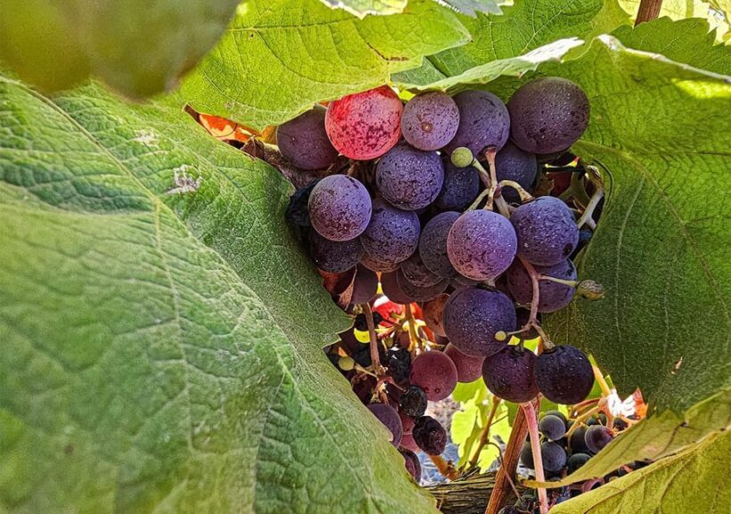 Historic centre & Wine tasting - Who Would Love This Experience?