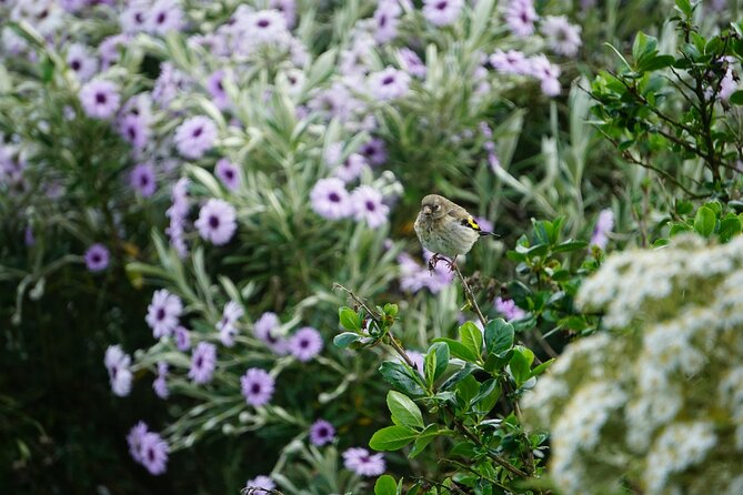 Historic Orkney Private Odyssey Tour by a Native Islander - Meet Your Local Guide, Calum