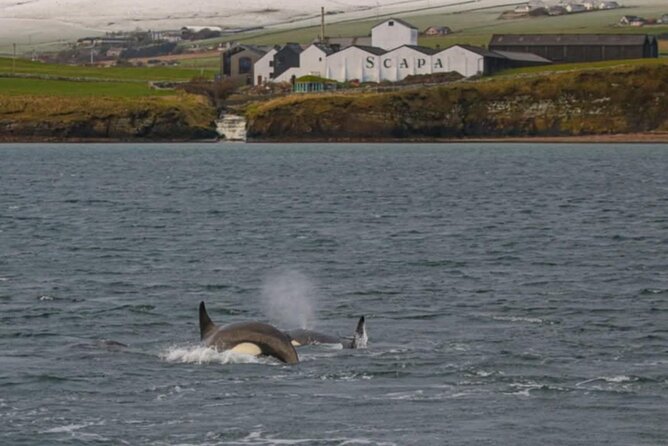 Historic Orkney Private Odyssey Tour by a Native Islander - Explore Iconic Sites: Skara Brae and the Italian Chapel
