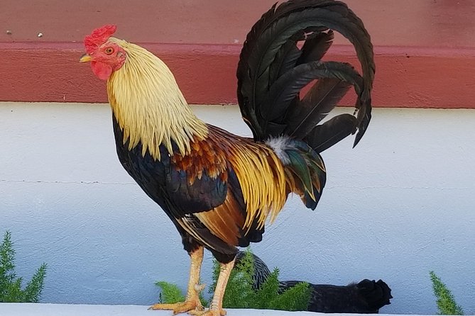 Historic Ybor City Food Walking Tour - FAQ