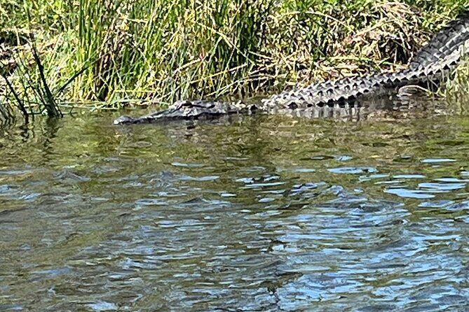 Historical Scenic Bayou Swamp Water Trail Kayak Tour - Exploring Louisiana’s Bayou and Swamp Water Trail by Kayak: A Practical Guide