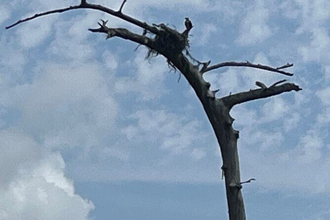 Historical Scenic Bayou Swamp Water Trail Kayak Tour - Who Will Enjoy This Tour?