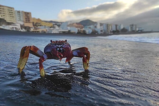 Historical Tour City of Santa Cruz de La Palma - The Sum Up