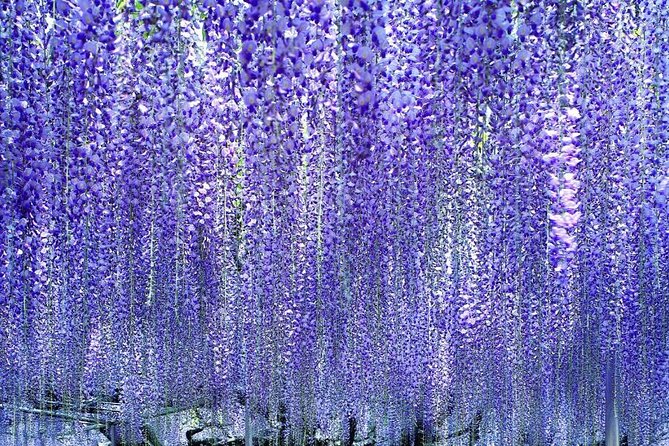 Hitachi National Seaside Park's Flowers & Ashikaga Flower Park - Guide and Language Support