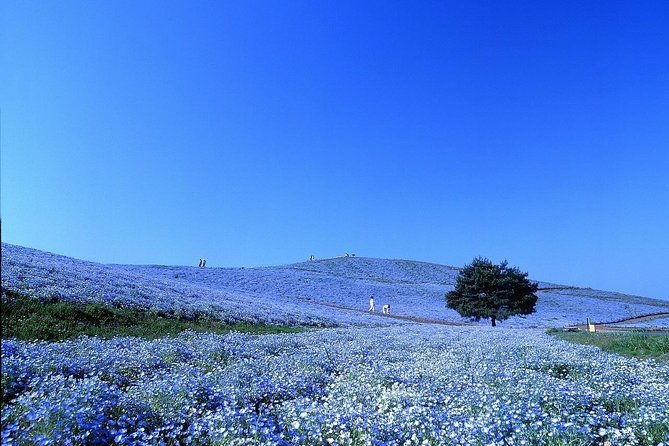Hitachi National Seaside Park's Flowers & Ashikaga Flower Park - Visitor Experiences and Feedback