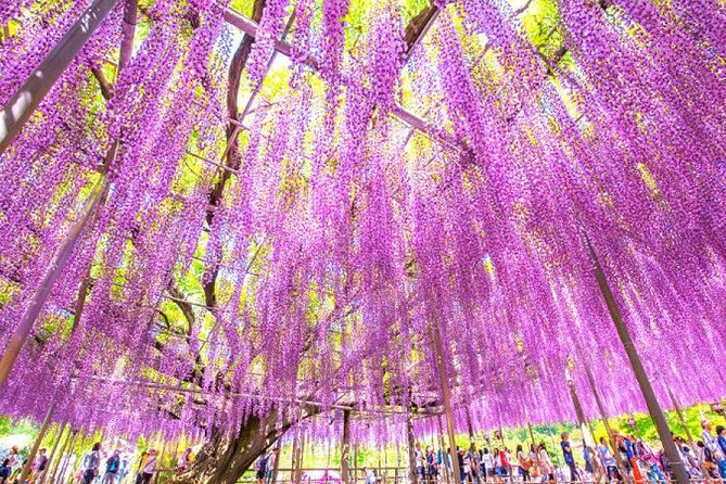 Hitachi National Seaside Park's Flowers & Ashikaga Flower Park - Cancellation and Payment Options