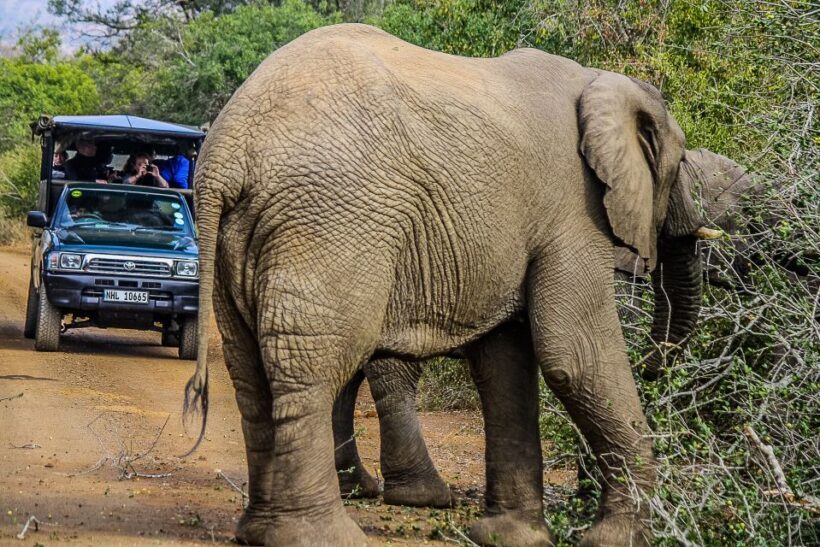 Hluhluwe-Imfolozi: Big 5 Full or Half-Day Safari - Key Points