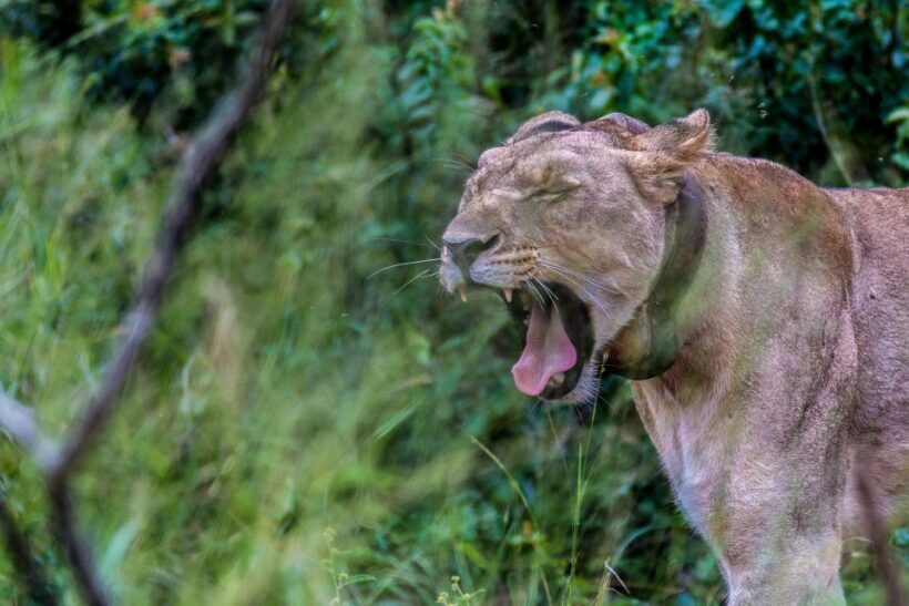 Hluhluwe-Imfolozi: Big 5 Full or Half-Day Safari - Discovering Hluhluwe-Imfolozi: The Oldest Park in Africa