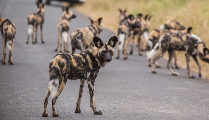 Hluhluwe-Imfolozi: Big 5 Full or Half-Day Safari - The Value of This Safari Experience