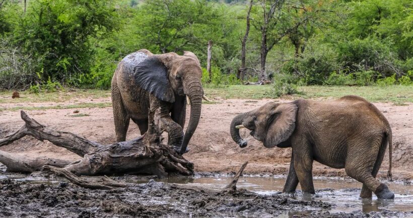 Hluhluwe-Imfolozi: Big 5 Full or Half-Day Safari - Practical Tips for Your Safari Day