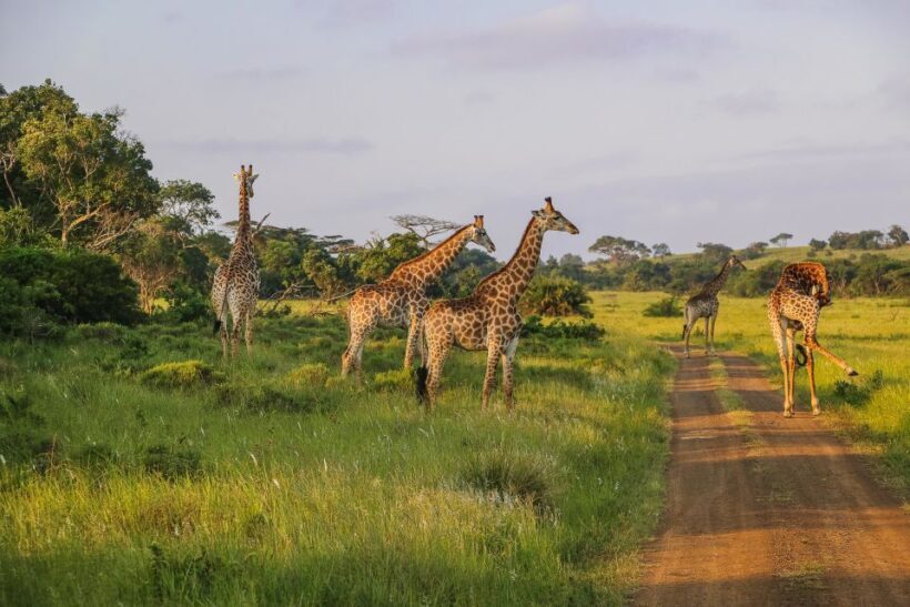 Hluhluwe-Imfolozi: Big 5 Full or Half-Day Safari - Who Will Love This Tour?