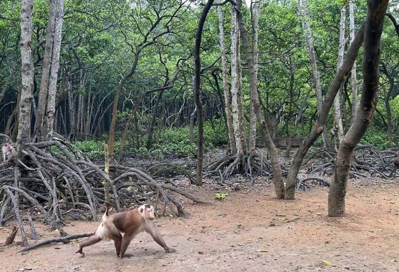 Ho Chi Minh: CAN GIO BISOPHERE RESERVE- ISLAND MONKEY - Key Points