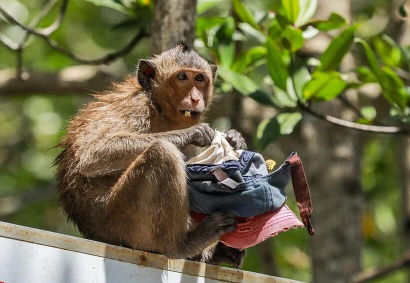 Ho Chi Minh: CAN GIO BISOPHERE RESERVE- ISLAND MONKEY - The Sum Up
