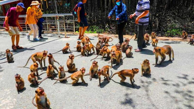 Ho Chi Minh City: Can Gio Monkey Island Day Trip - The "Sac" Guerilla Camp and Its Significance