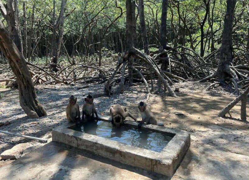 Ho Chi Minh City: Can Gio Monkey Island Day Trip with Lunch - The Practicalities: What to Expect and How to Prepare