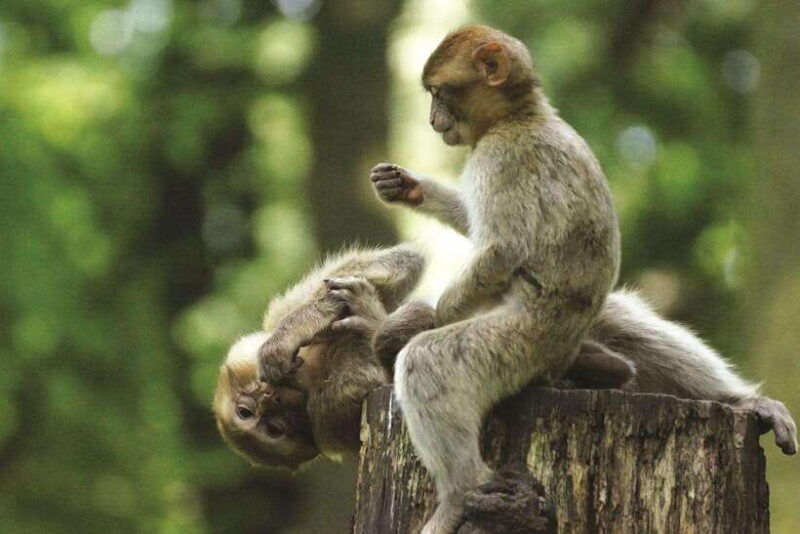 Ho Chi Minh City: Can Gio Monkey Island Day Trip with Lunch - Key Points