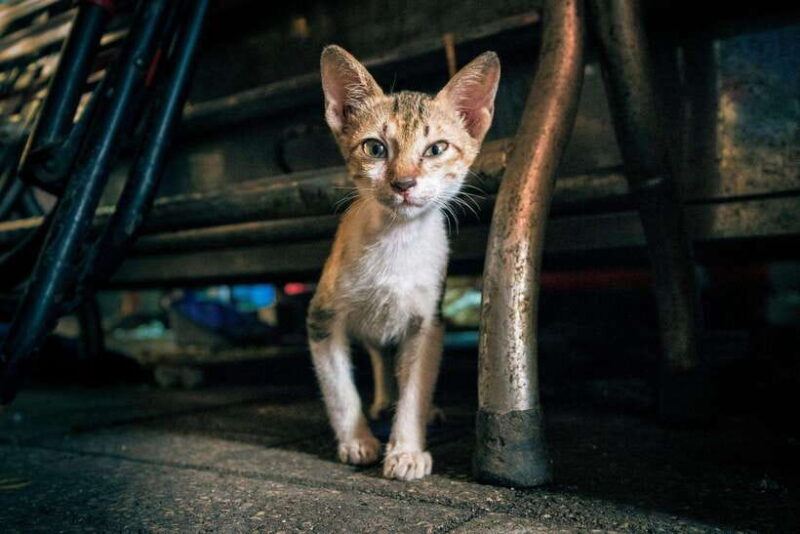 Ho Chi Minh City: Highlights & Hidden Gems Walking Tour - FAQs