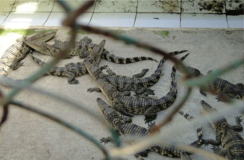 Ho Chi Minh: Eco Tour to Can Gio Mangrove Forest PVT and SIC - The Sum Up