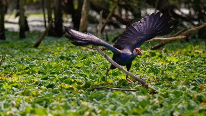 Ho Chi Minh: Floating Market & Bird Sanctuary 2-Day Trip - Practical Tips & Considerations