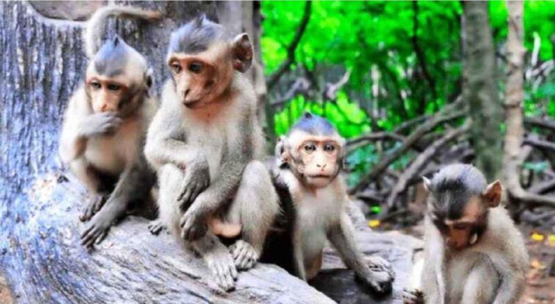 Ho Chi Minh: Private Eco Tour to Can Gio Mangrove Forest - Detailed Itinerary Breakdown