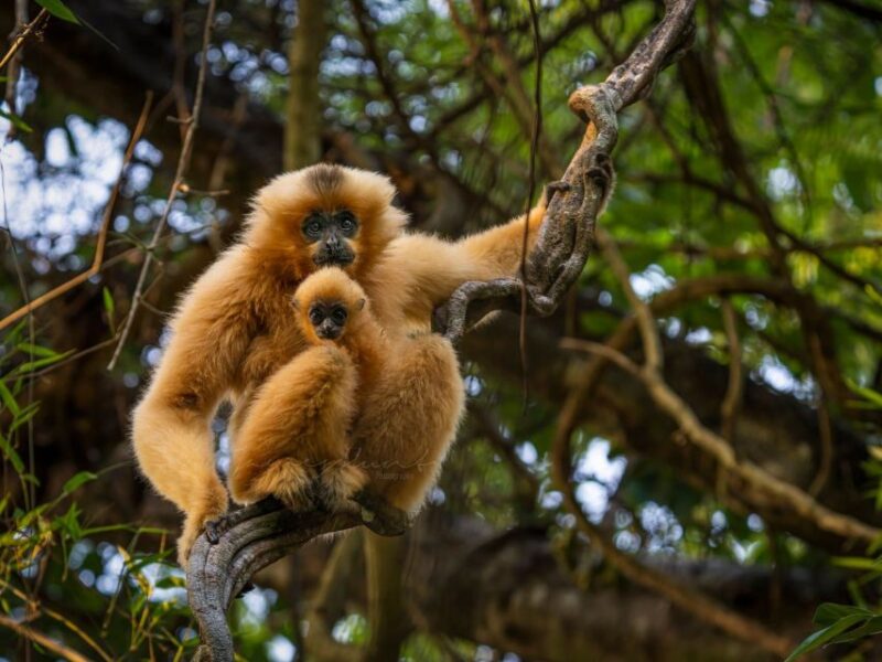 Ho Chi Minh to Cat Tien National Park  Dalat (3 days) - Transportation and Comfort