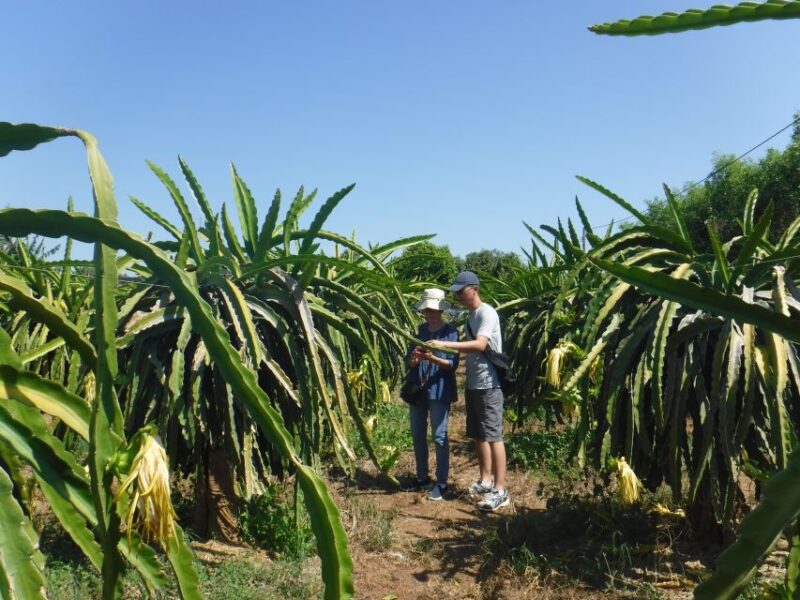 Ho Coc Beach, Nature Reserve & Dragon Fruit Farm Day Tour - Practical Details and Value