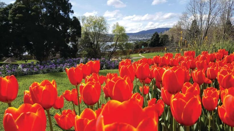 Hobart: 3-Hour City Sightseeing Tour - A Practical Overview of the Tour Experience