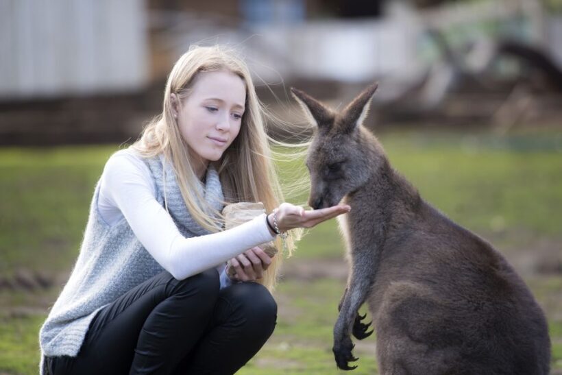 Hobart: Admission Ticket to Bonorong Wildlife Sanctuary - Introduction to Bonorong Wildlife Sanctuary