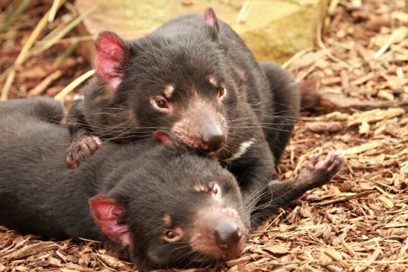 Hobart: Admission Ticket to Bonorong Wildlife Sanctuary - Analyzing the Value