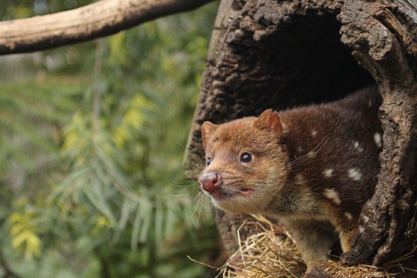 Hobart: Admission Ticket to Bonorong Wildlife Sanctuary - The Sum Up: Why Visit Bonorong?