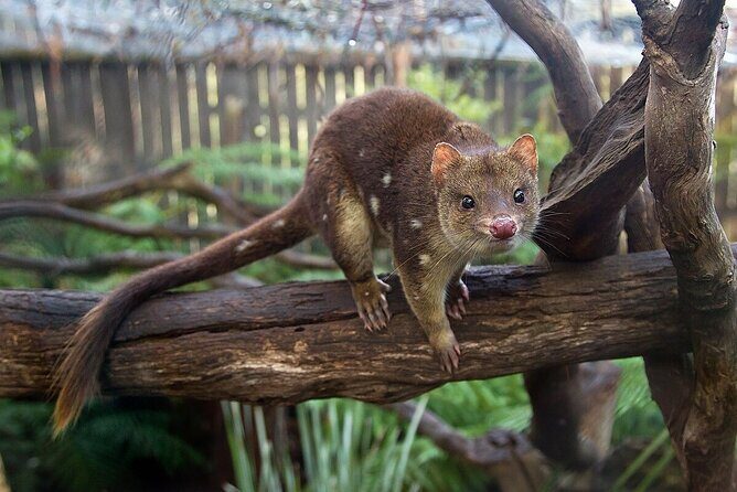 Hobart Adventurer Day Tour | Amazing Views & Native Wildlife - Final Thoughts