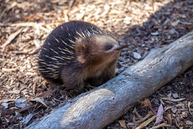 Hobart Cruise Ship Tour Mt Field National Park and Wildlife - An In-Depth Review of the Hobart Cruise Ship Tour: What to Expect