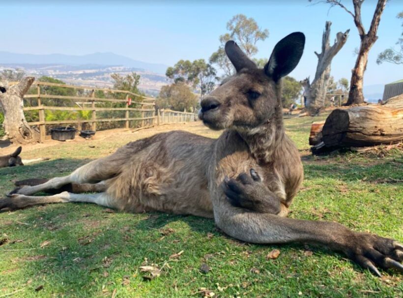 Hobart Highlights Day Tour - The Sum Up