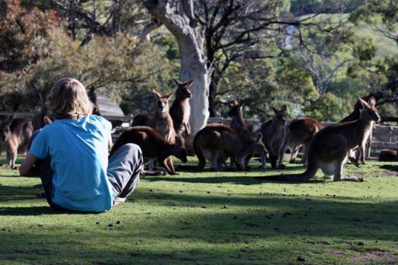 Hobart: Hobart, Richmond, & Bonorong Wildlife Sanctuary Tour - Who Will Love This Tour?