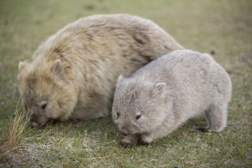 Hobart: Maria Island National Park Active Full-Day Tour - Final Thoughts