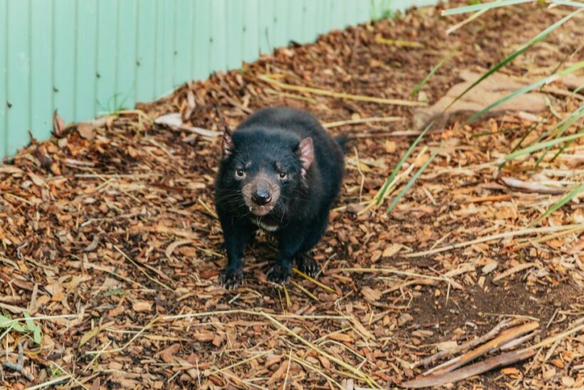 Hobart: Mt Wellington, Mt Field, Bonorong and Richmond Trip - Key Points