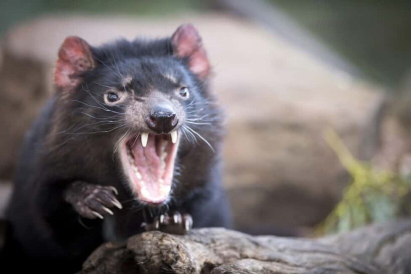 Hobart: Port Arthur, Richmond & Tassie Devil - Active Tour - Exploring the Hobart: Port Arthur, Richmond & Tassie Devil - Active Tour