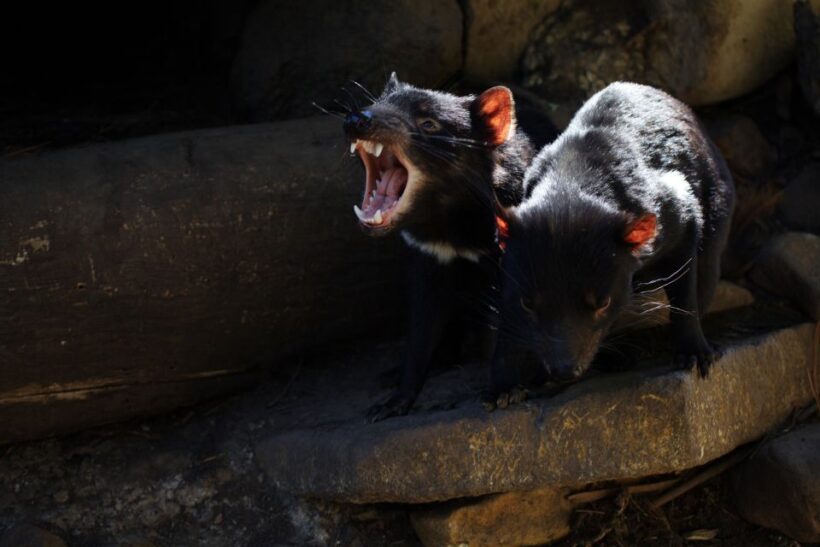 Hobart: Port Arthur, Richmond & Tassie Devil - Active Tour - Key Points