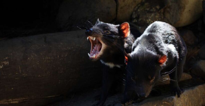 Hobart: Port Arthur, Richmond & Tassie Devil - Active Tour - Transportation, Timing, and Practical Details