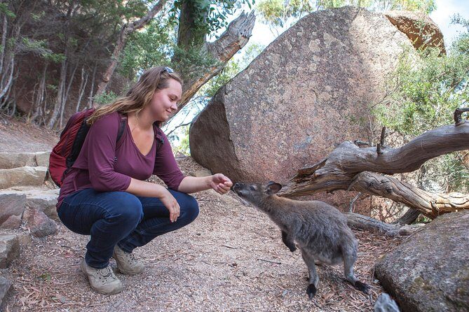 Hobart to Launceston via Wineglass Bay - Active one-way Day Tour - Key Points