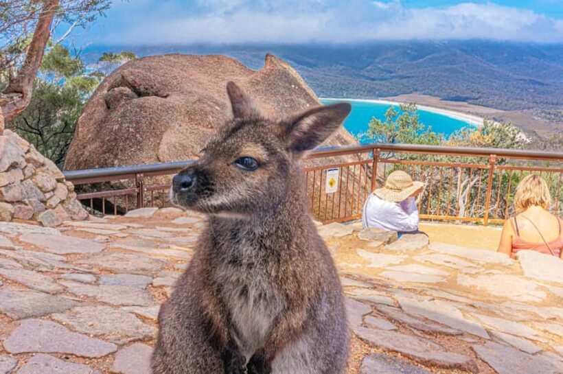 Hobart: Wineglass Bay, Freycinet Park, and Richmond Tour - Food, Wine, and Local Flavor