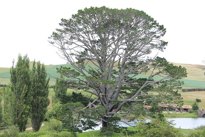 Hobbiton Afternoon Tour in Luxury Minibus from Auckland - The Scenic Drive to Hobbiton