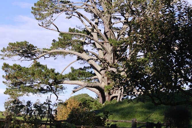 Hobbiton Afternoon Tour in Luxury Minibus from Auckland - The Authentic Hobbit Experience